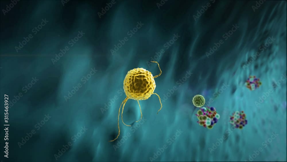Phagocyte and coronavirus, lymphocyte kills viruses, inside the human ...