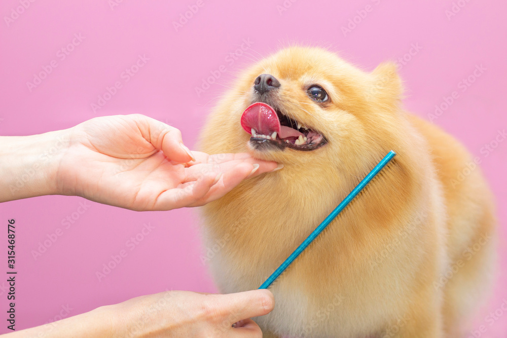 Dog gets hair cut at Pet Spa Grooming Salon. Closeup of Dog. the dog ...