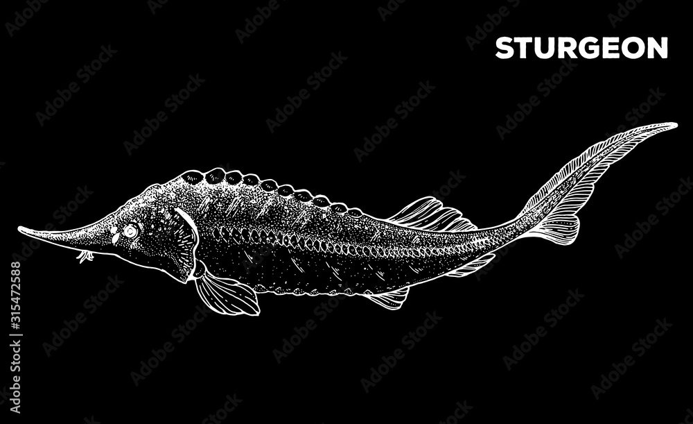 Sturgeon fish sketch. Hand drawn vector illustration. Seafood design ...