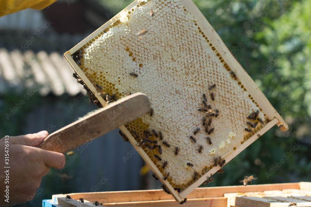 Beekeeper checks honeycomb with bees using brush Beautiful sunny day ...