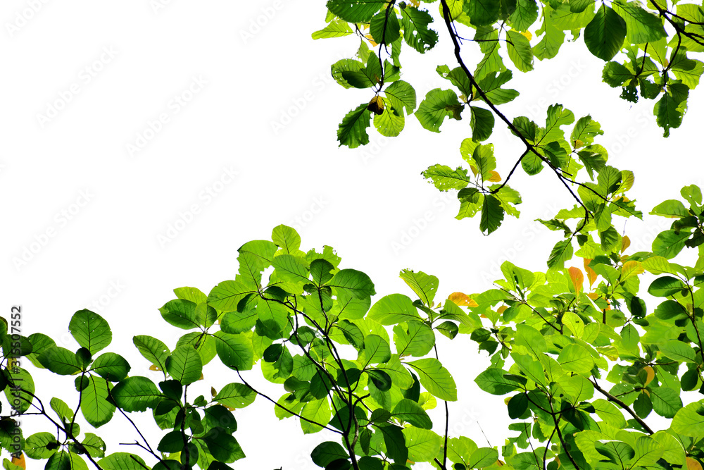 Leaves of teak tree isolated on white background Stock Photo | Adobe Stock