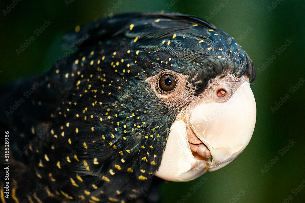The red-tailed black cockatoo also known as Banksian- or Banks black ...