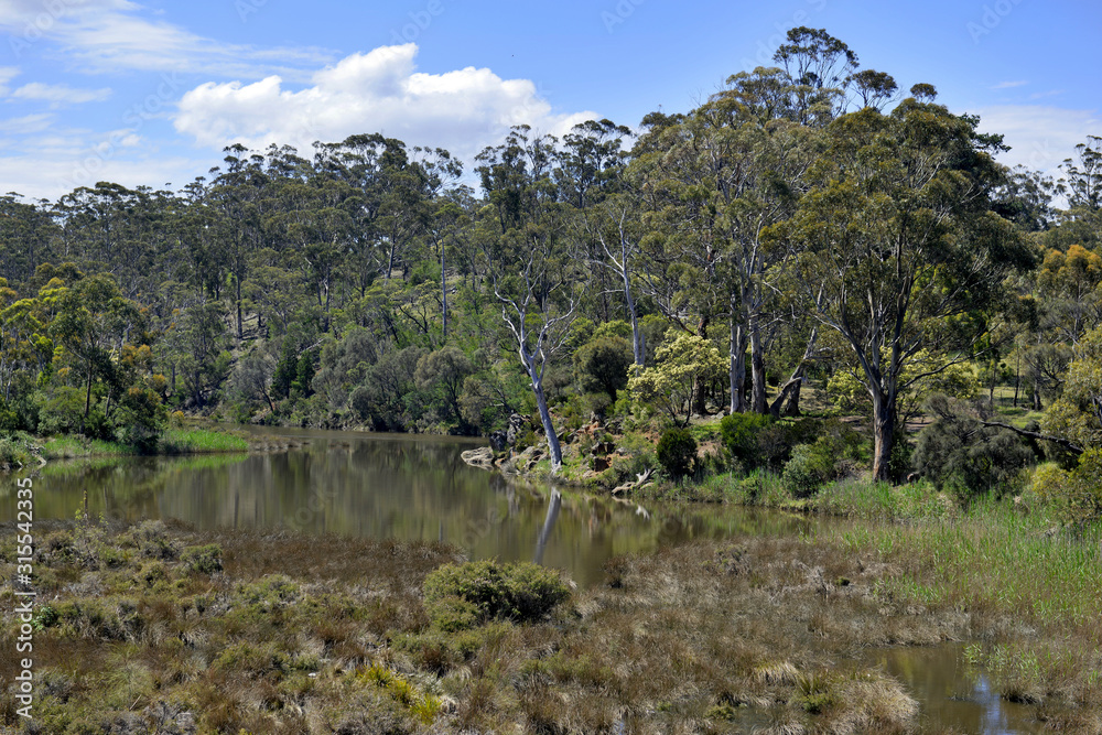 Australia bushland habitat, found in New South Wales, Victoria and ...