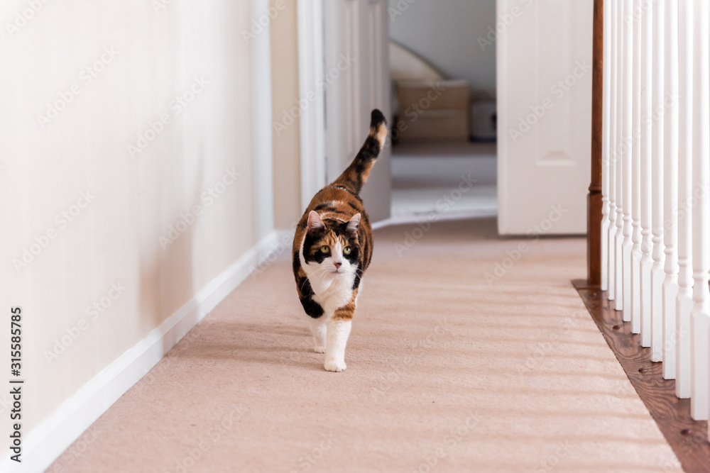Calico cat walking on carpet floor in home room by railing stairs hall ...