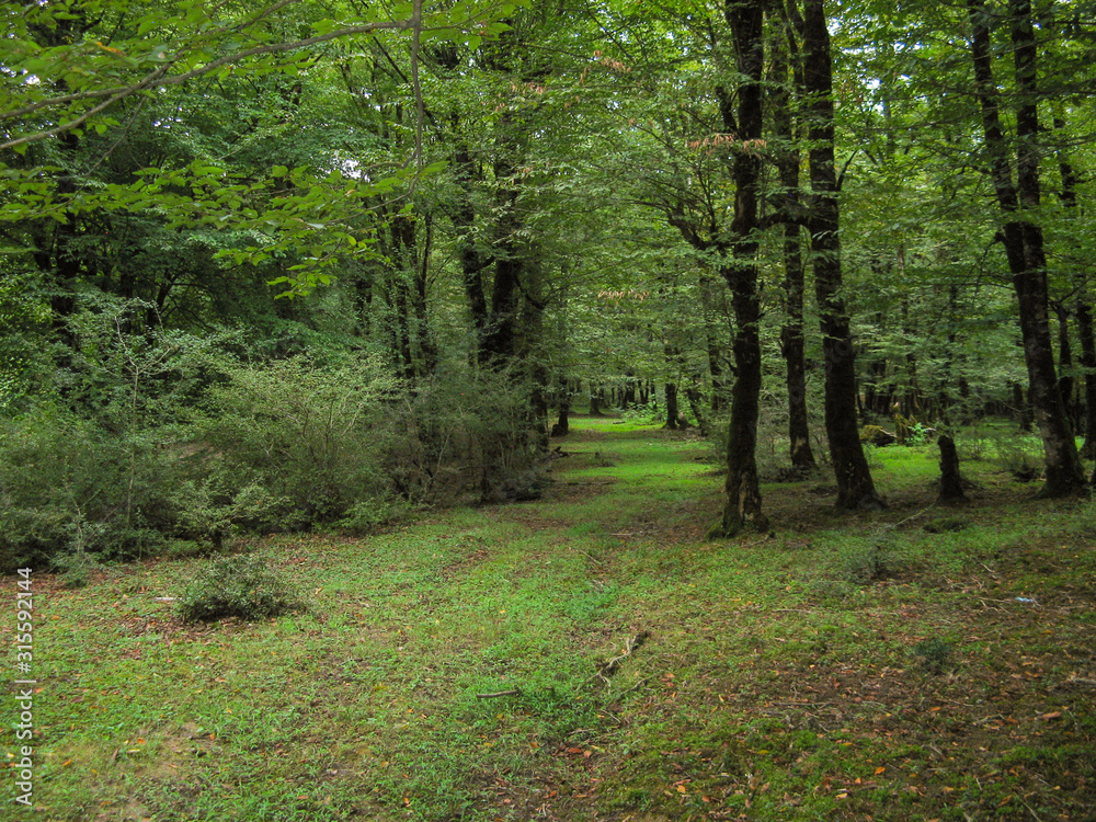 Beautiful path in lush rainforest. Dramatic path through forest trees ...