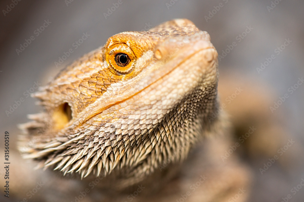 Pogonas are a genus of reptiles containing eight lizard species which ...