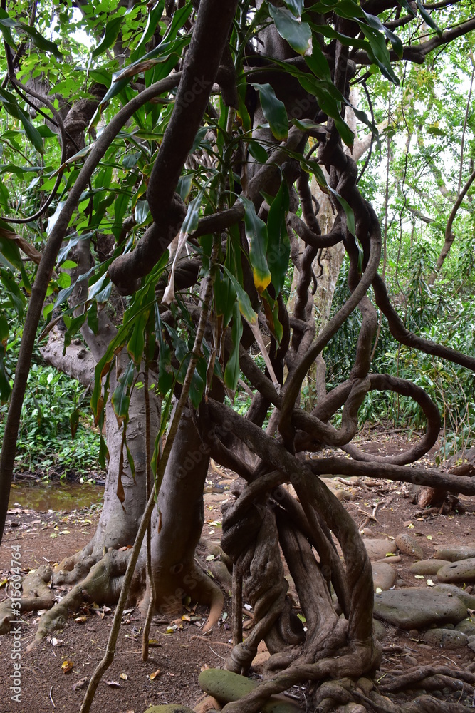 Strange and mysterious tree shape in a rainforest. Stock Photo | Adobe ...