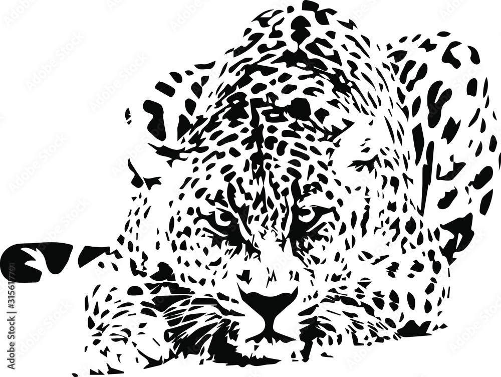 Hand drawn wild snow leopard. vector illustration vector de Stock ...