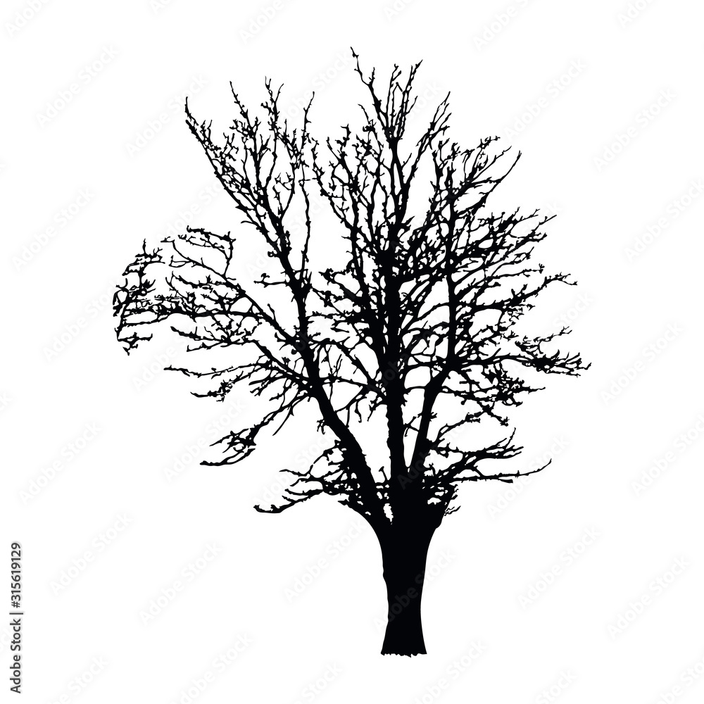 Realistic tree silhouette isolated on white background. Black large ...