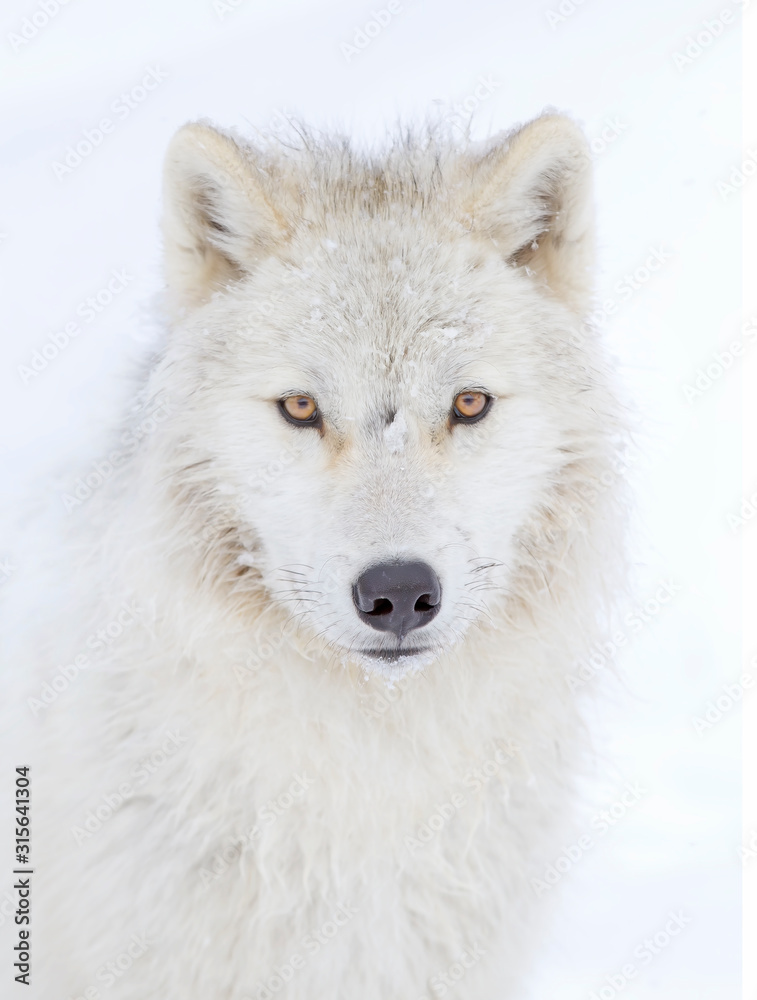 Arctic Wolf With Blue Eyes Wallpaper