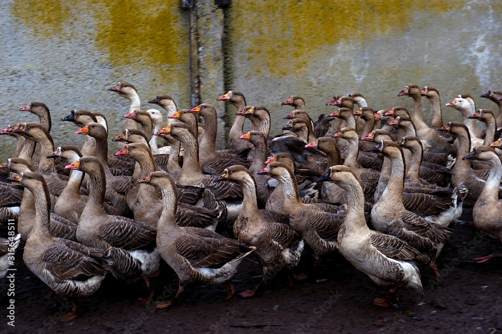 free grazing of poultry - ducks and geese of a farm in Ukraine Stock ...