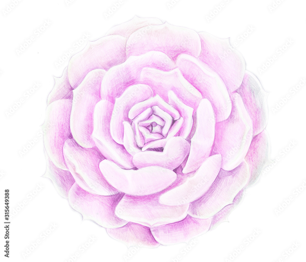 echeveria pollux color pencil illustration Stock Illustration | Adobe Stock
