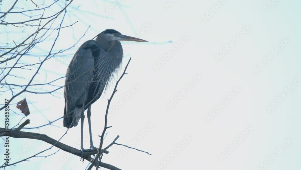 Great Blue Heron Hunts for Fish at the outfall river of the Jordan Lake ...