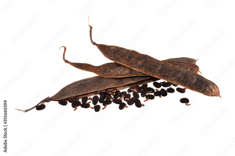 acacia seeds isolated on white background Stock Photo | Adobe Stock
