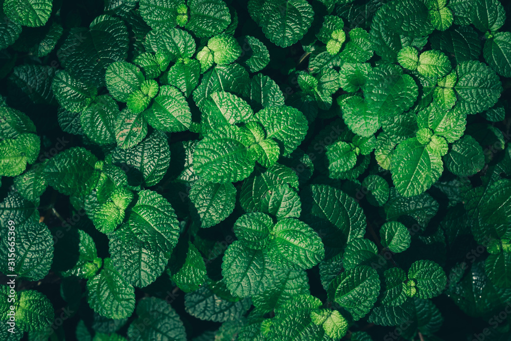 Tropical leaves texture,Abstract nature leaf green texture background ...