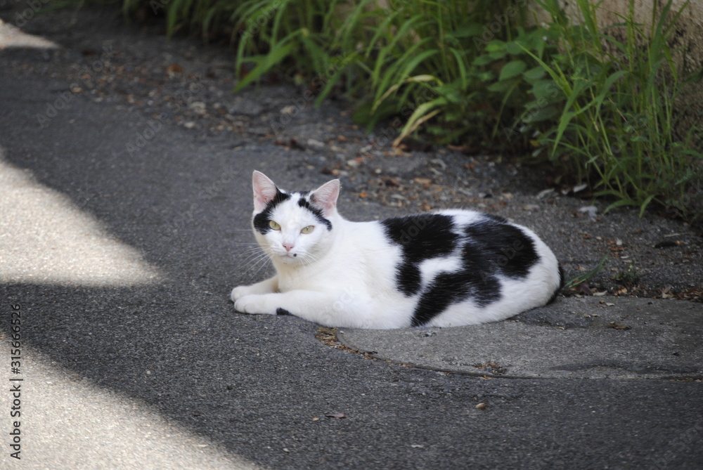 Chat Stock Photo | Adobe Stock