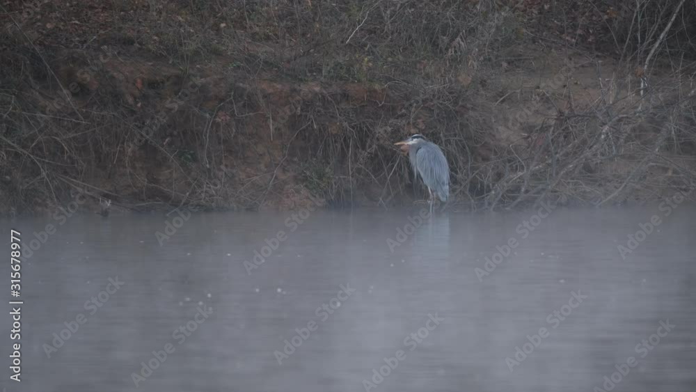 Great Blue Heron Hunts for Fish at the outfall river of the Jordan Lake ...