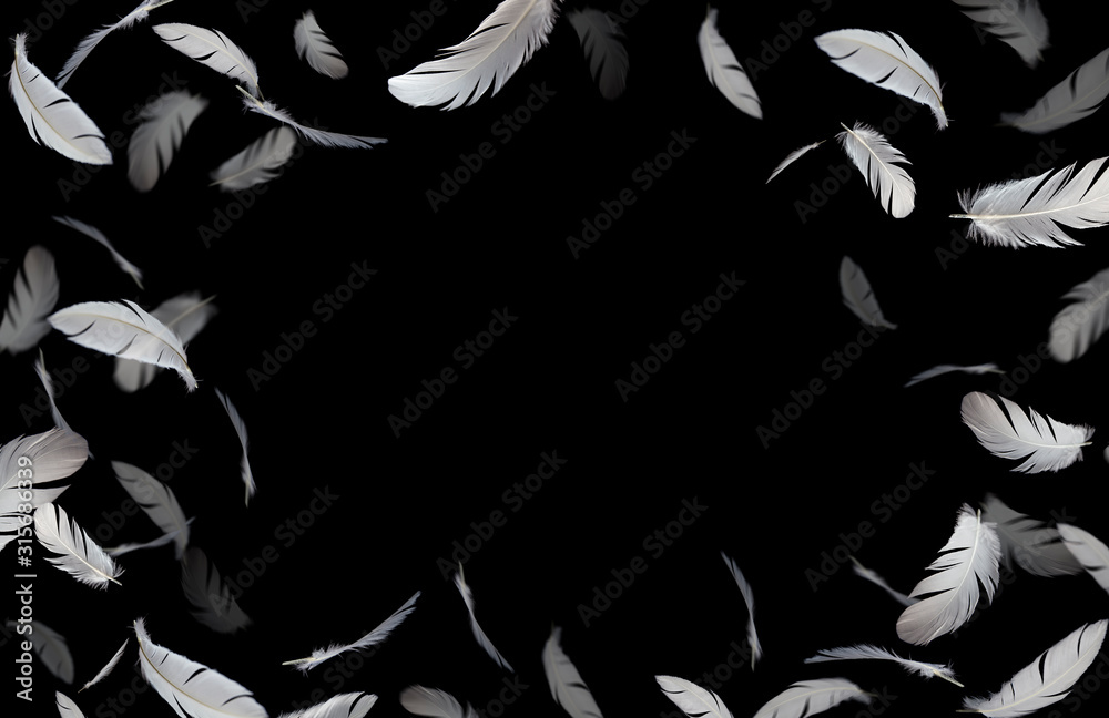Feathers frame background, white feathers floating in the dark, black ...