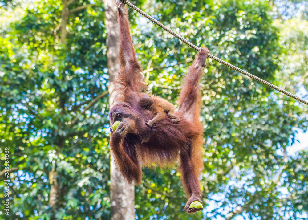 Kinabatangan river, Sabah, Malaysia- January 2019: Orangutan mother and ...
