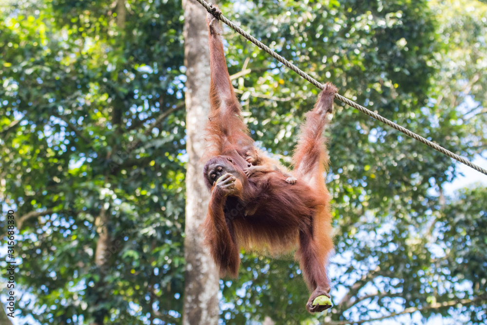 Kinabatangan river, Sabah, Malaysia- January 2019: Orangutan mother and ...