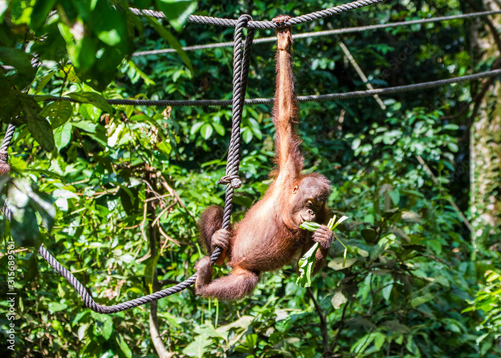 Kinabatangan river, Sabah, Malaysia- January 2019: Orangutan baby ...