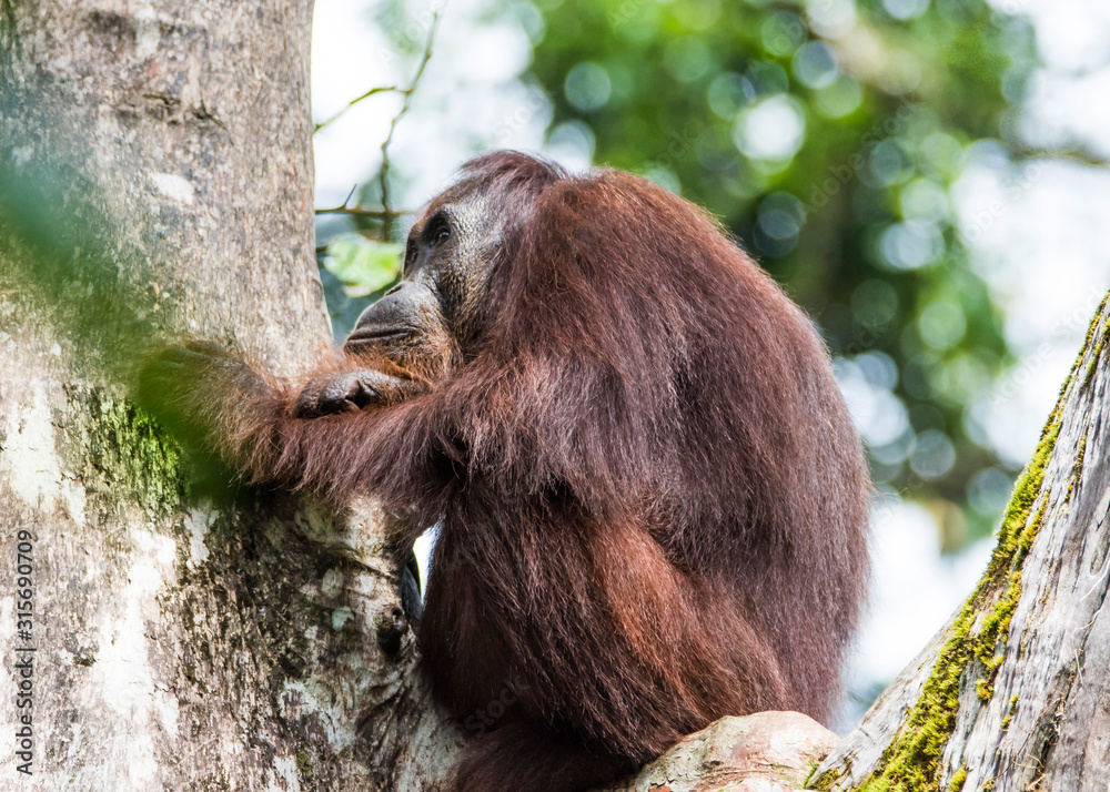 Kinabatangan river, Sabah, Malaysia- January 2019: Orangutan (Pongo ...