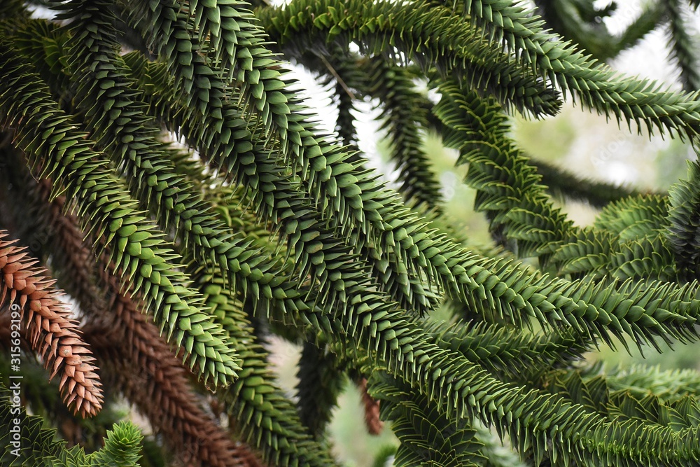 Branches of Araucaria araucana, Monkey puzzle tree or Chilean pine, in ...