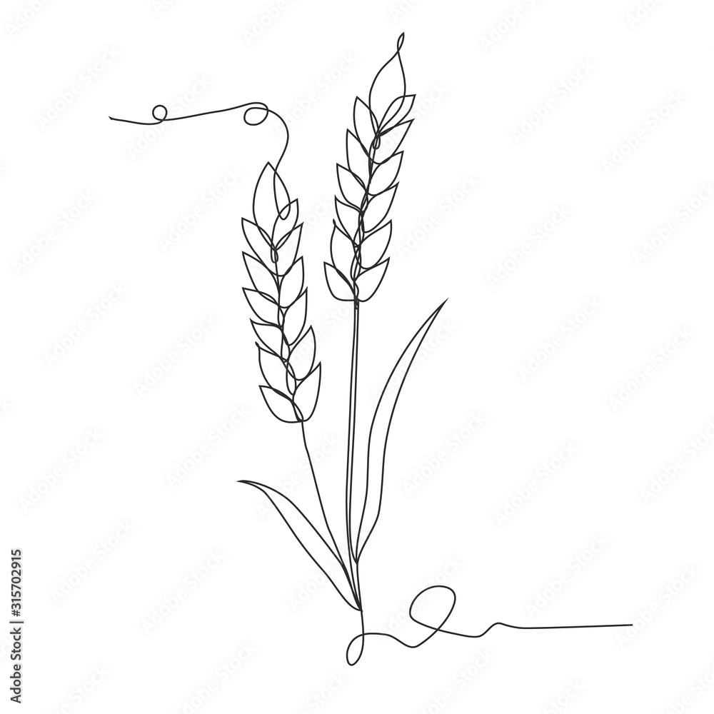 Ears of wheat one line drawing on white isolated background Stock ...