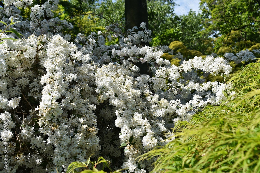 White flowers of Slender Pride Of Rochester (Deutzia Gracilis Nikko ...