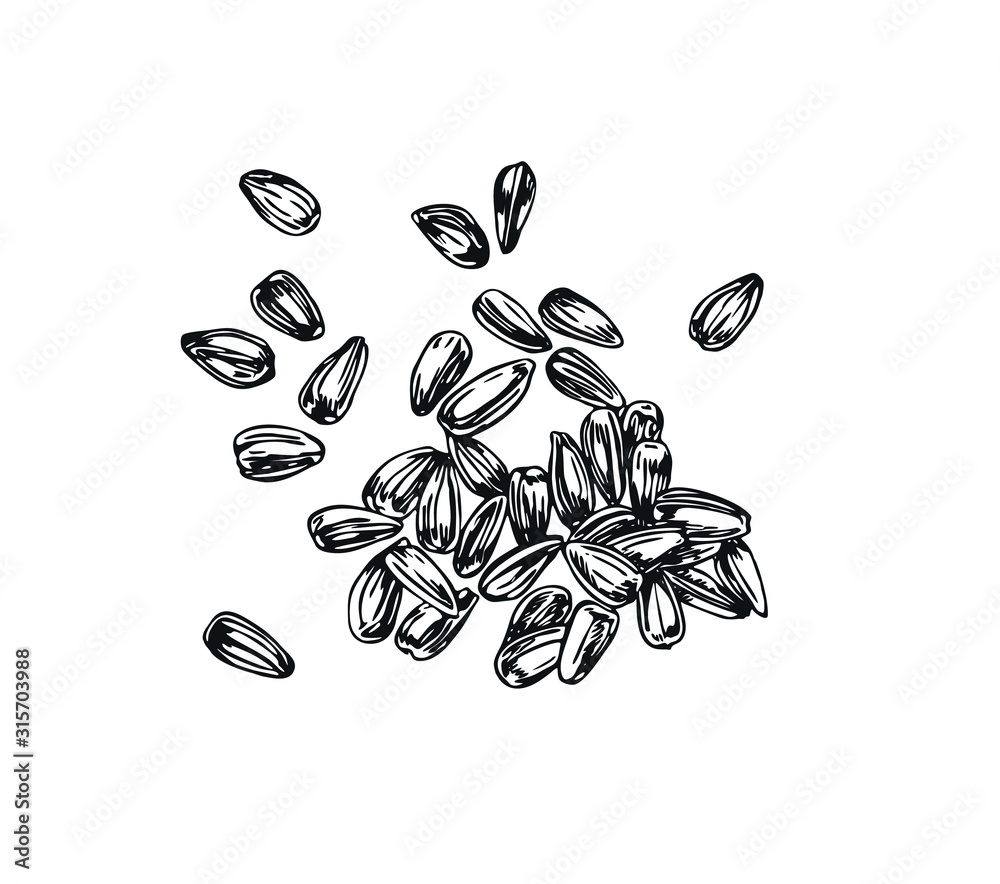 Sunflower seeds. Line art style. Stock Vector | Adobe Stock