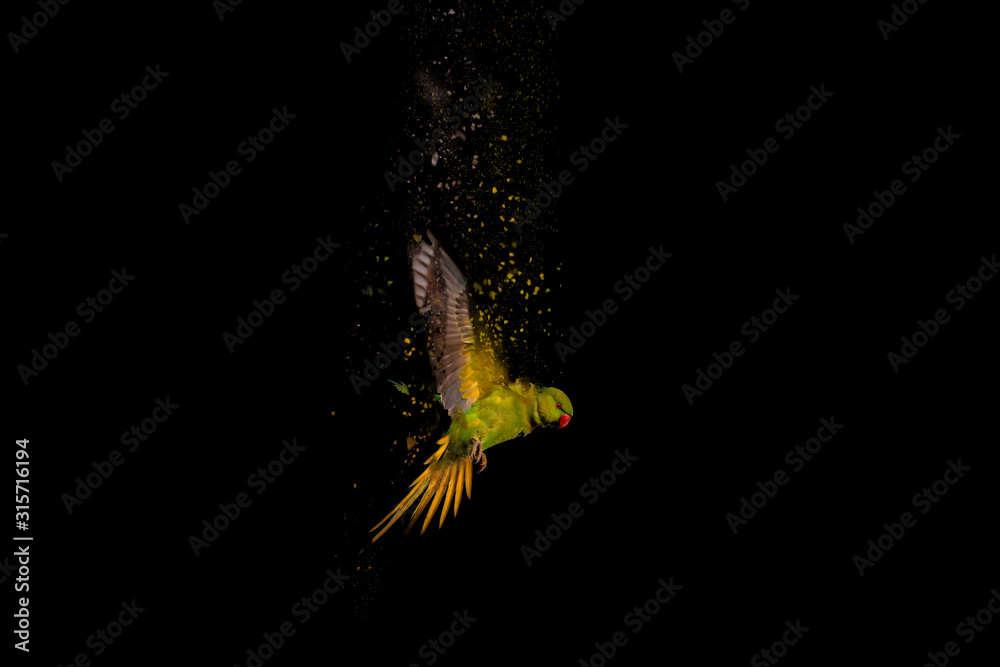Flying green parrot. Black background. Dispersion Effect. Bird ...
