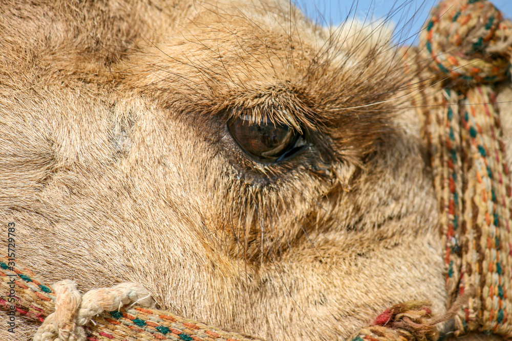 Camel Eyelids