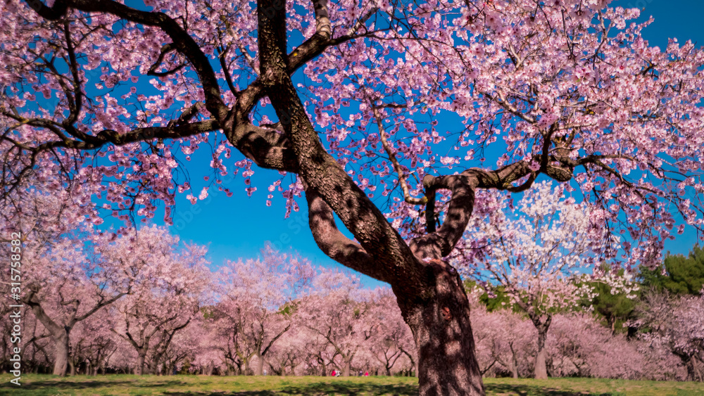 Pink alleys of blooming with flowers almond trees in a park in Madrid ...