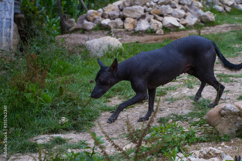 Perro peruano sin pelo Stock Photo | Adobe Stock