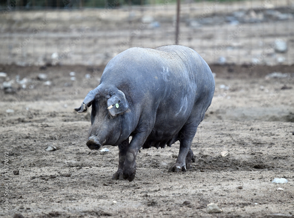 cerdo iberico español Stock Photo | Adobe Stock