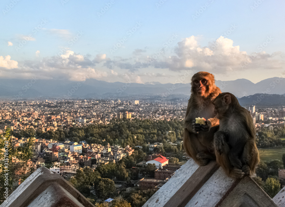 Monkey Sitting in the Buddhist Shrine of Swayambhunath Stupa Stock ...