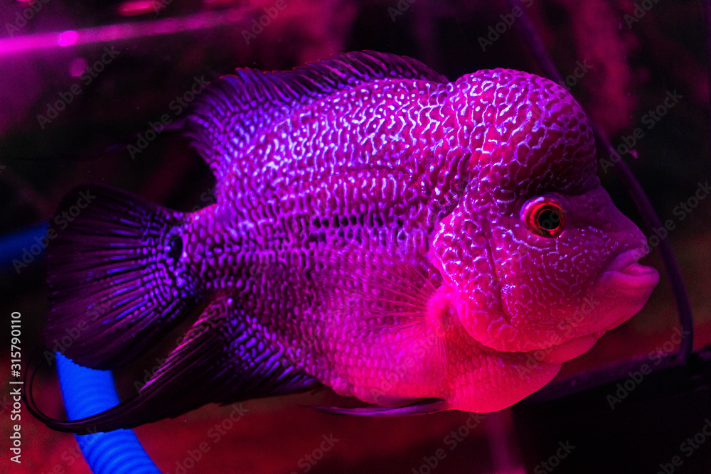Picture of Flowerhorn Fish (Flowerhorn cichlid) Stock Photo | Adobe Stock