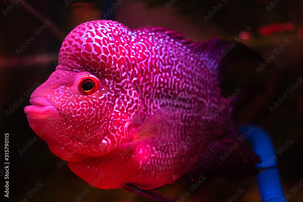 Picture of Flowerhorn Fish (Flowerhorn cichlid) Stock Photo | Adobe Stock
