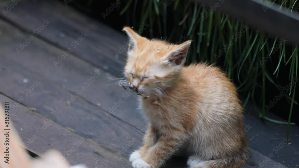 Cute poor ginger newborn kitten with dirty face sitting on wooden desk ...