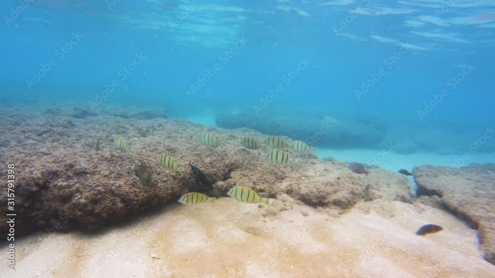 A Bird Wrasse swims among small school of Convict Tang tropical fish in ...