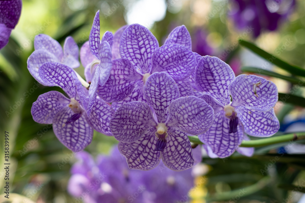 Blue orchid flowers under sunshine look like purple orchid . Vanda ...