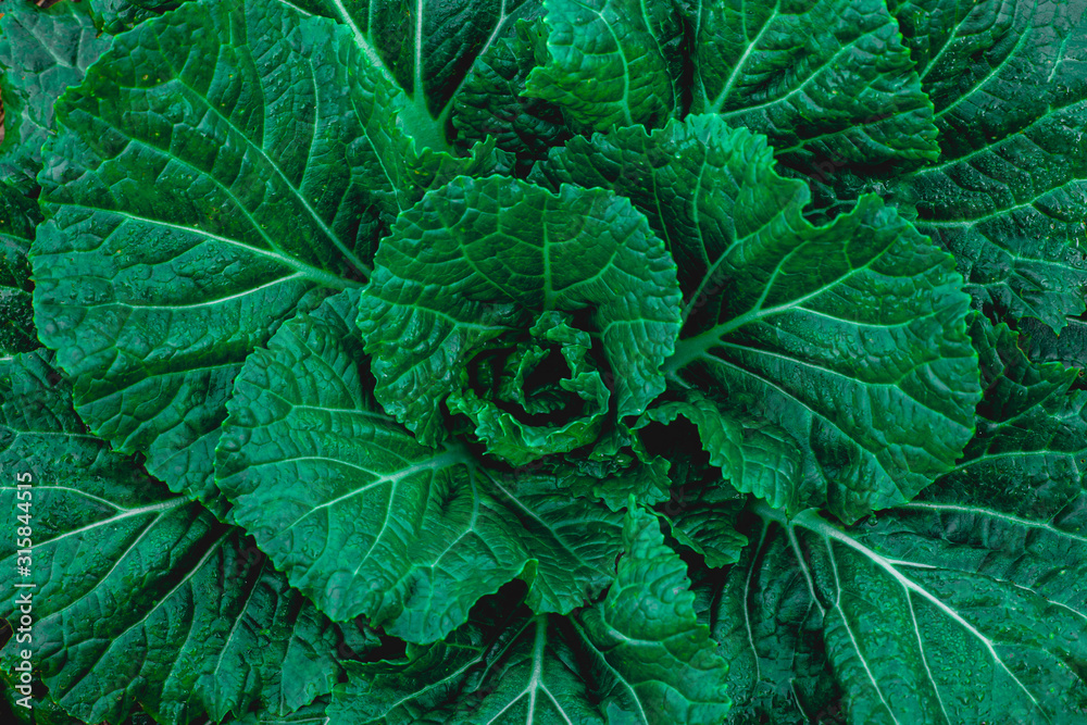 closeup nature view of green leaf in garden, dark wallpaper concept ...