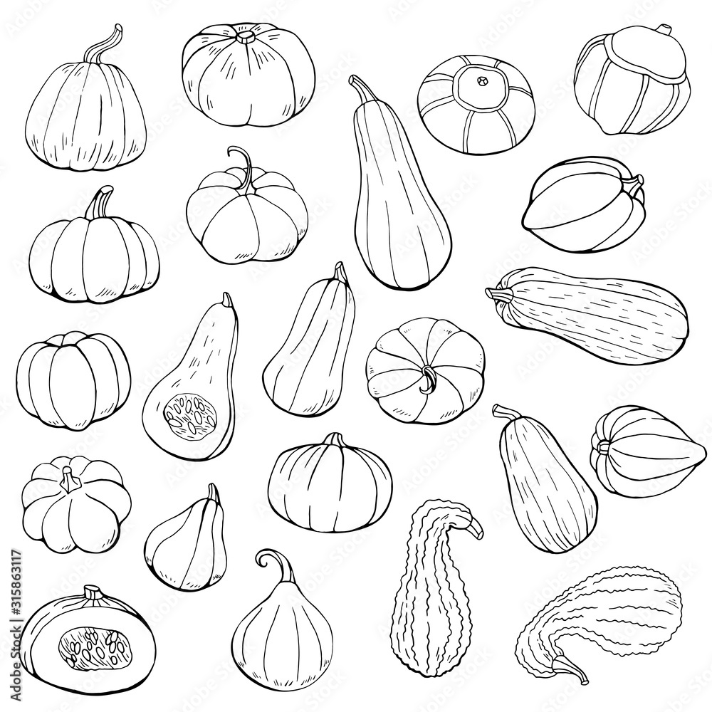 Hand drawn outline squash set. Autumn collection of black and white ...