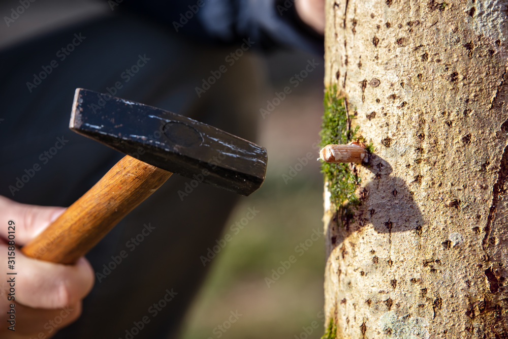 Beech tree stub as growth medium for gourmet mushrooms, details of ...