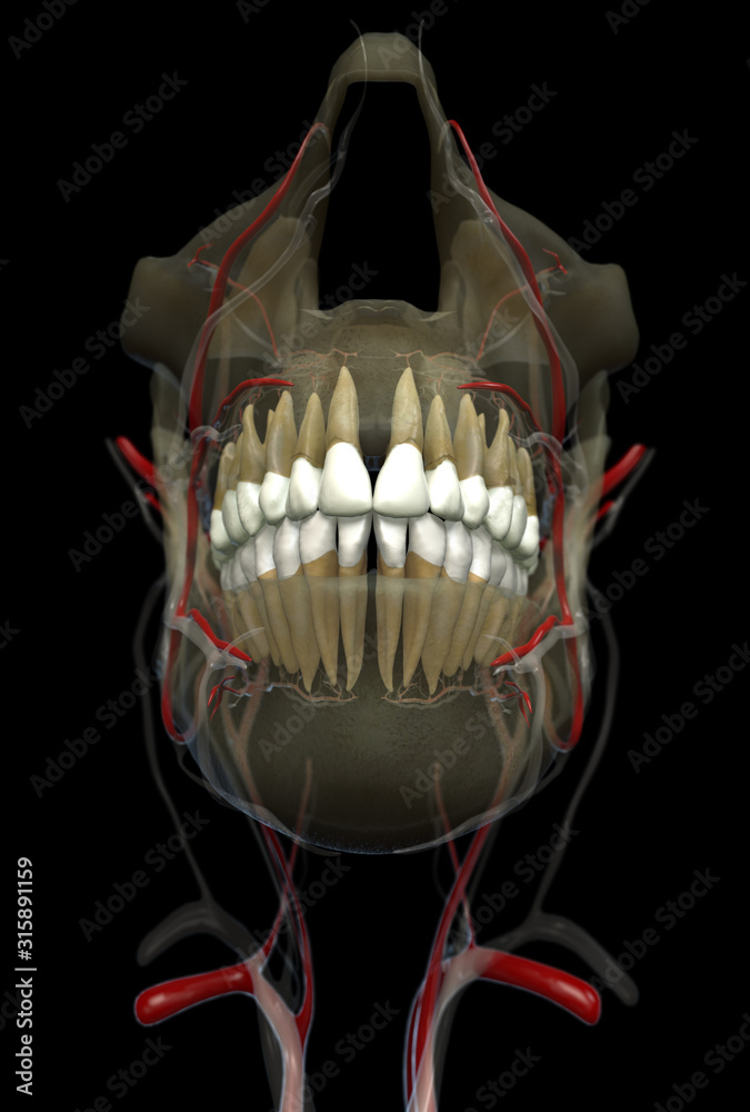 Front view of human jaw teeth anatomy with nerves and veins 3d render ...