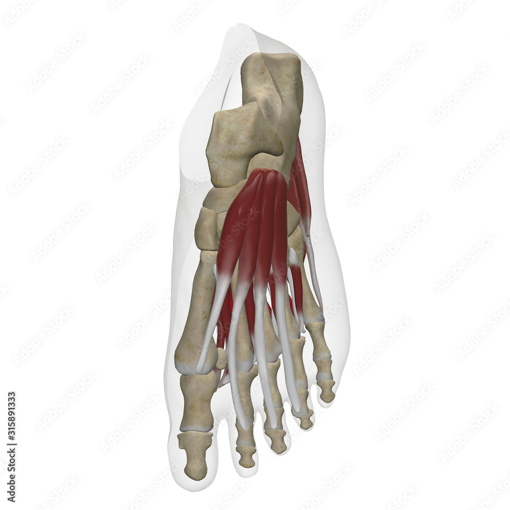 Foot skeleton and foot muscles anatomy view from top 3d render Stock ...
