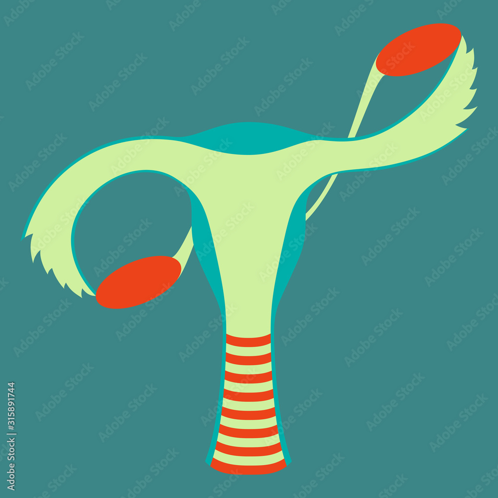 Flat Showing Female Reproductive System Illustration Stock Vector