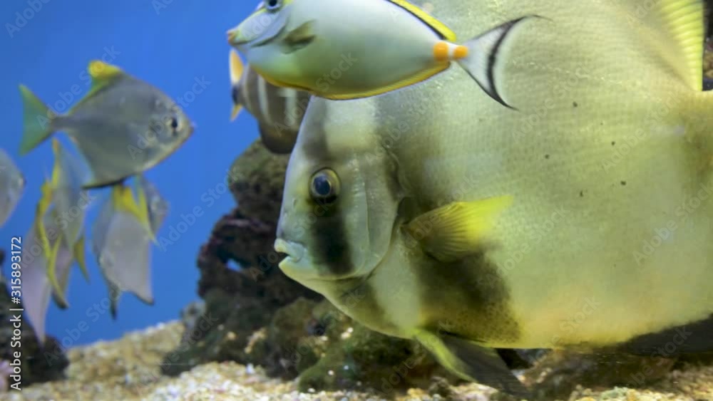 Fish aquarium. Beautiful fish swimming in an aquarium in the aquarium ...