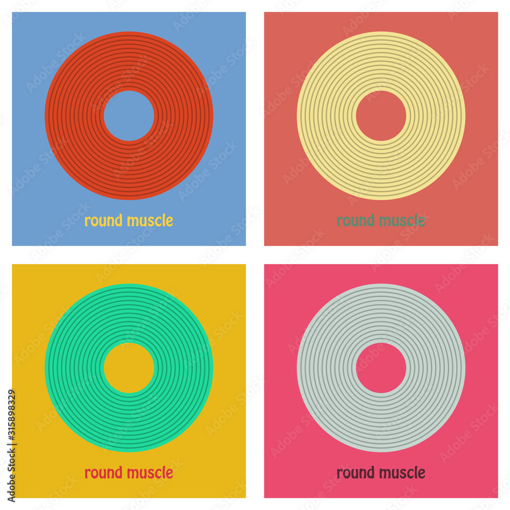 Set of Illustration of Structure Skeletal Muscle Anatomy Stock Vector ...