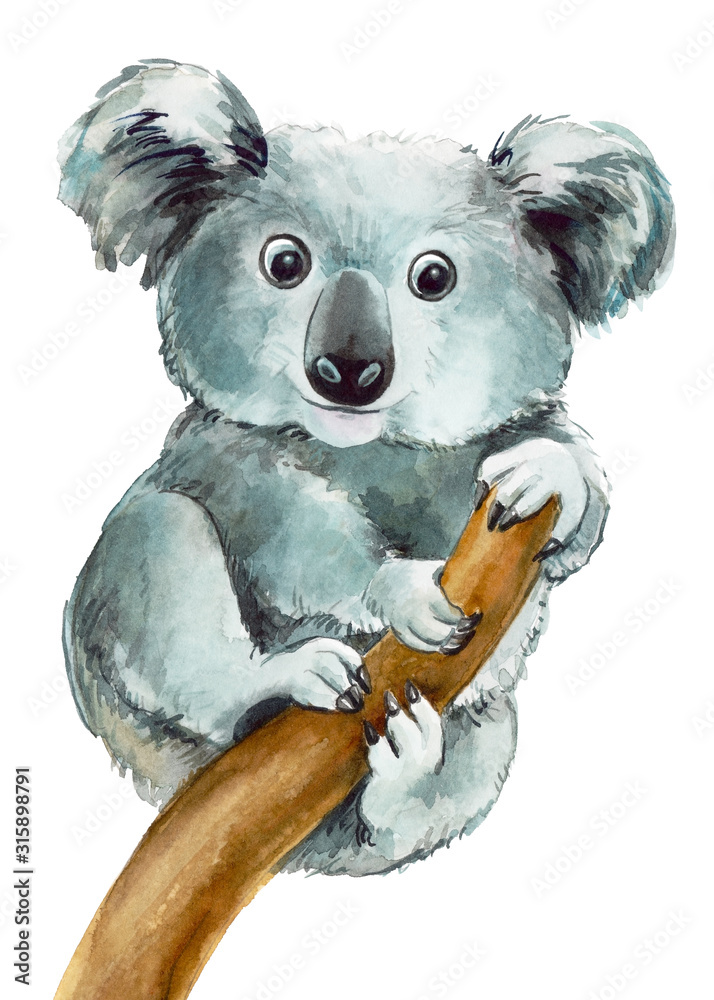 cute koala on an isolated transparent background, watercolor ...